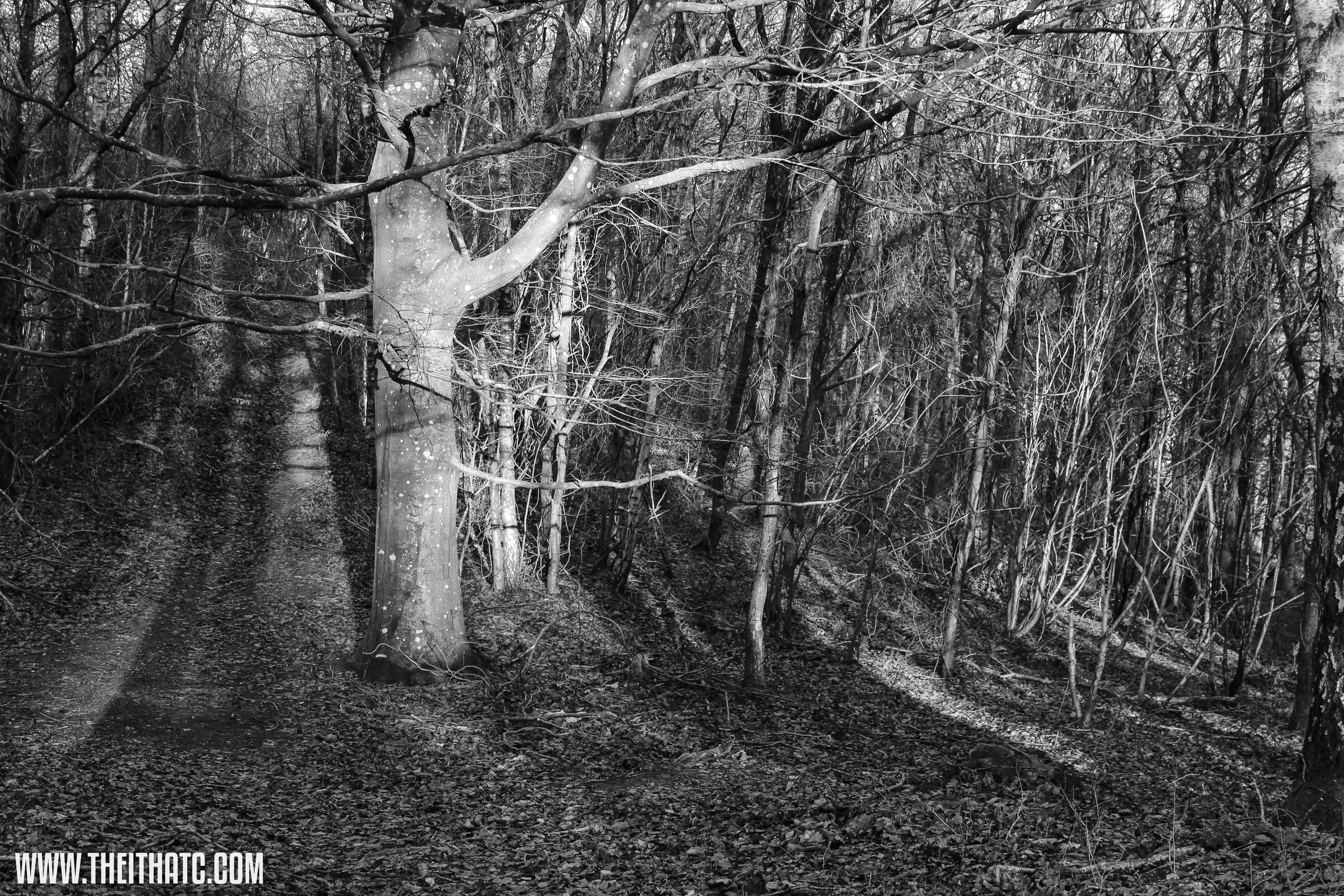 “The Woods” – The I That C